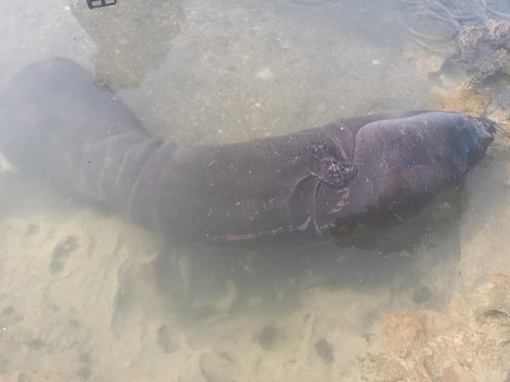 Se recupera en el Acuario Nacional el bebé manatí rescatado en la costa ...