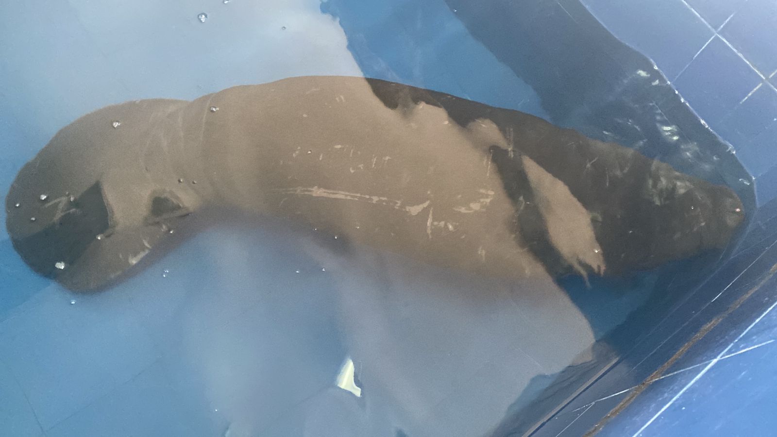 Bebé manatí rescatado en San Pedro de Macorís se recupera en el Acuario ...
