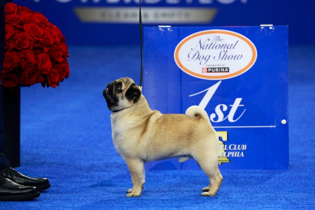 ¡Histórico! El Pug Vito gana el premio al mejor de la exposición en el ...