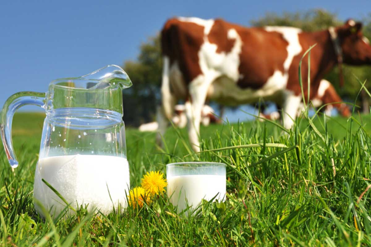 Hoy es Día Mundial de la Leche: Beneficios y alternativas | RC Noticias