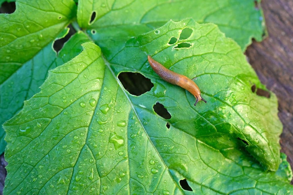 ¿Las plantas sienten dolor? La ciencia tiene una respuesta clara | RC ...