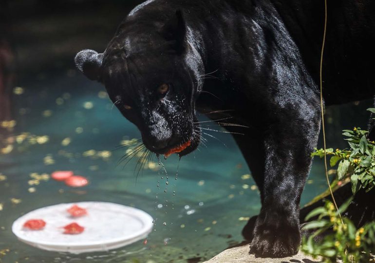 Los animales del zoológico de Río de Janeiro reciben helados en un día ...